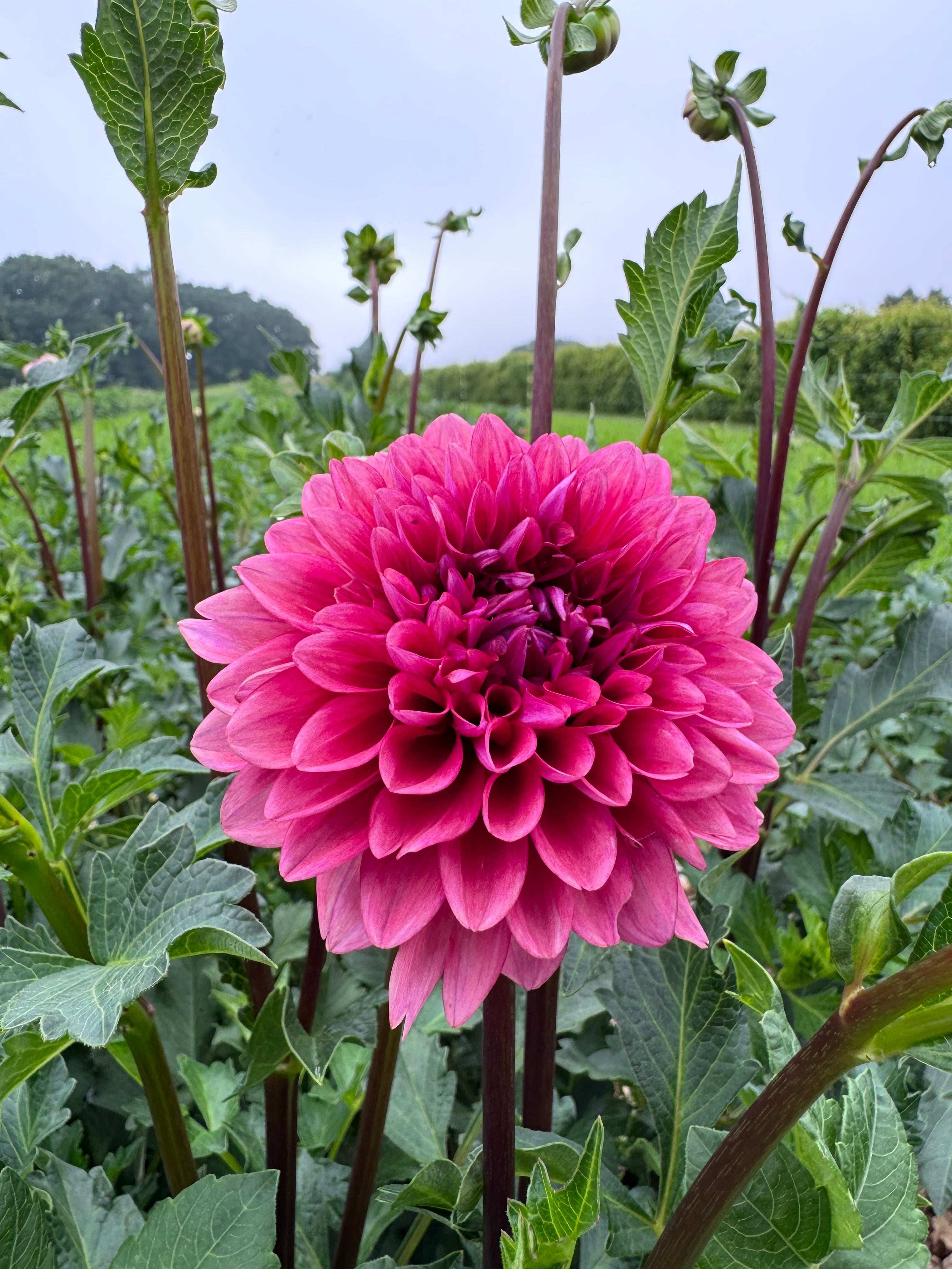 Dahlia 'Mystique' | WILD BEAN FLOWER FARM