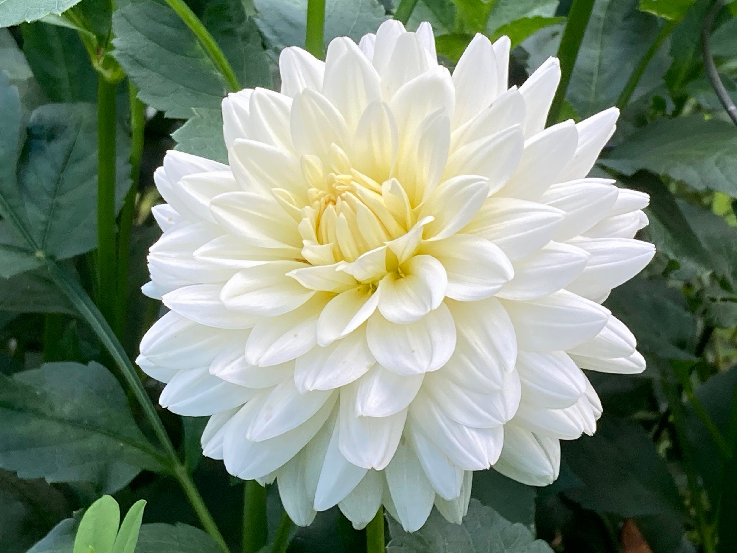 Dahlia 'Tapioca' | WILD BEAN FLOWER FARM